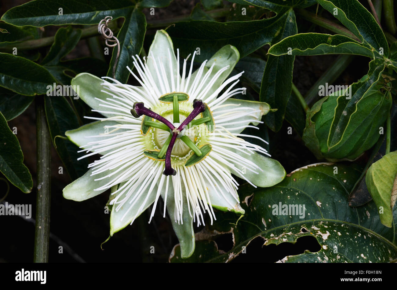 Passiflora Edulis Flower High Resolution Stock Photography and Images ...