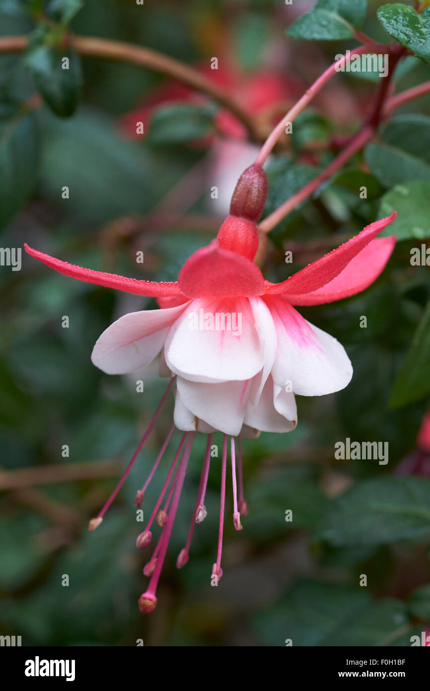 White fuchsia hi-res stock photography and images - Alamy