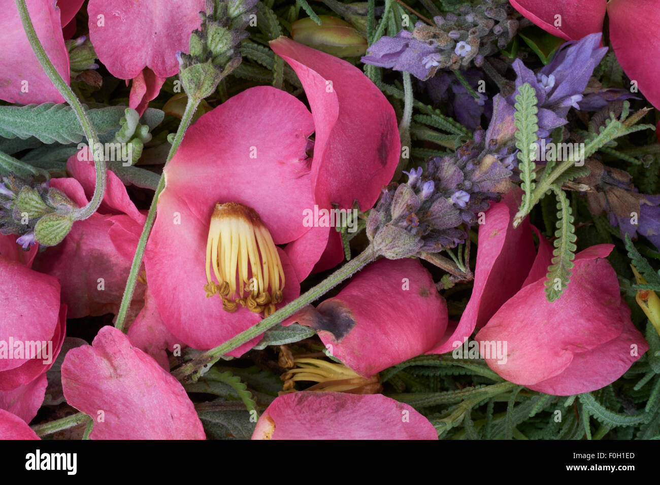garden floor detail Stock Photo - Alamy