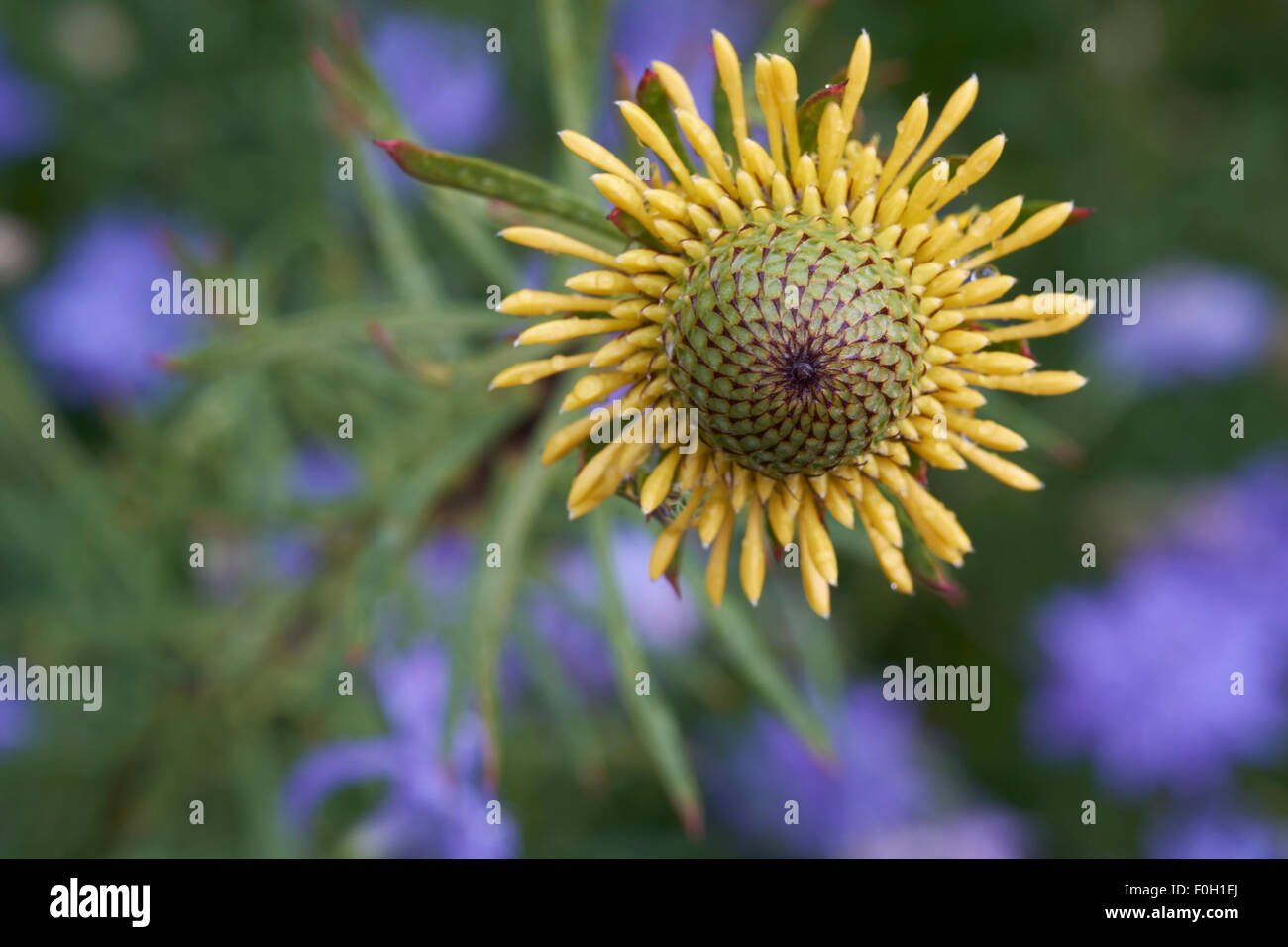 Isopogon hi-res stock photography and images - Alamy