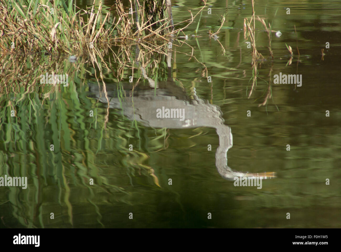 stork, heron, gull, eat, predators, stork eat a frog, heron heat a big ...