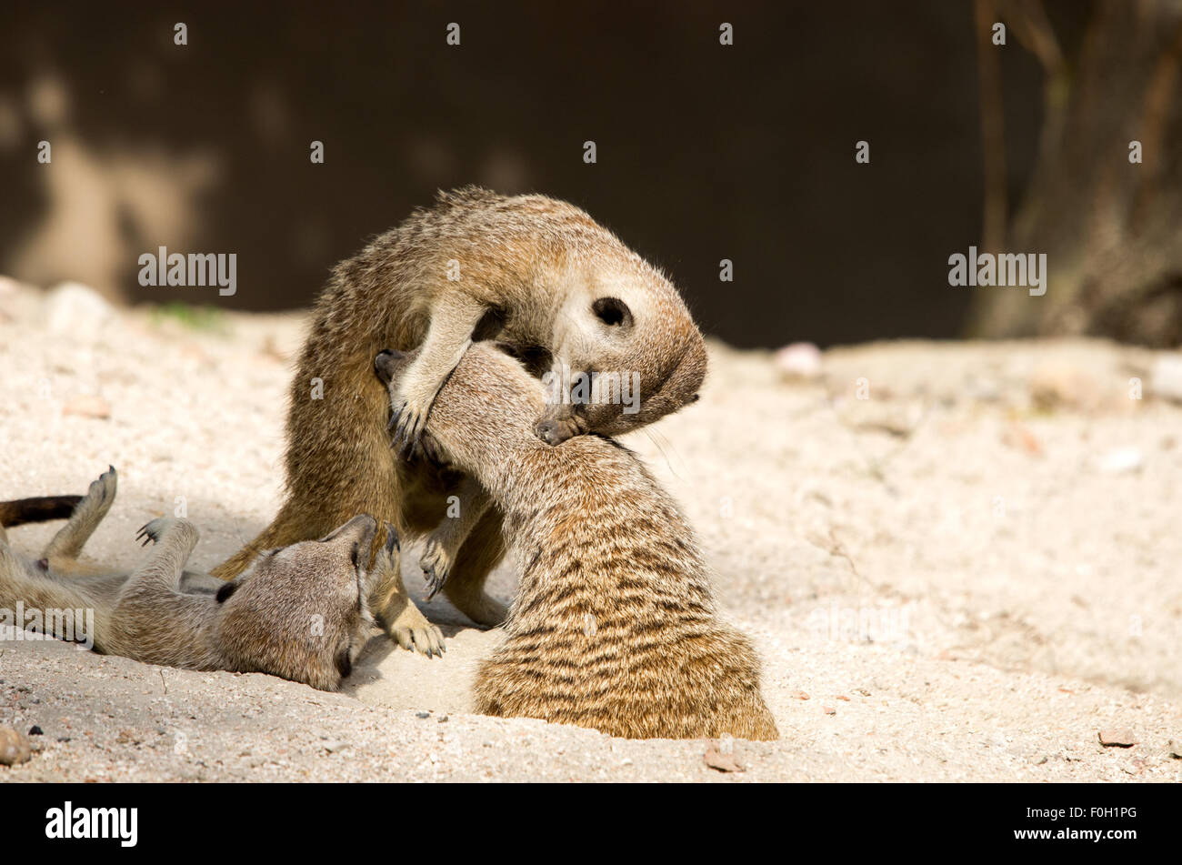 lemur and meercat, african cat in a zoo, play with a ball in a zoo ...