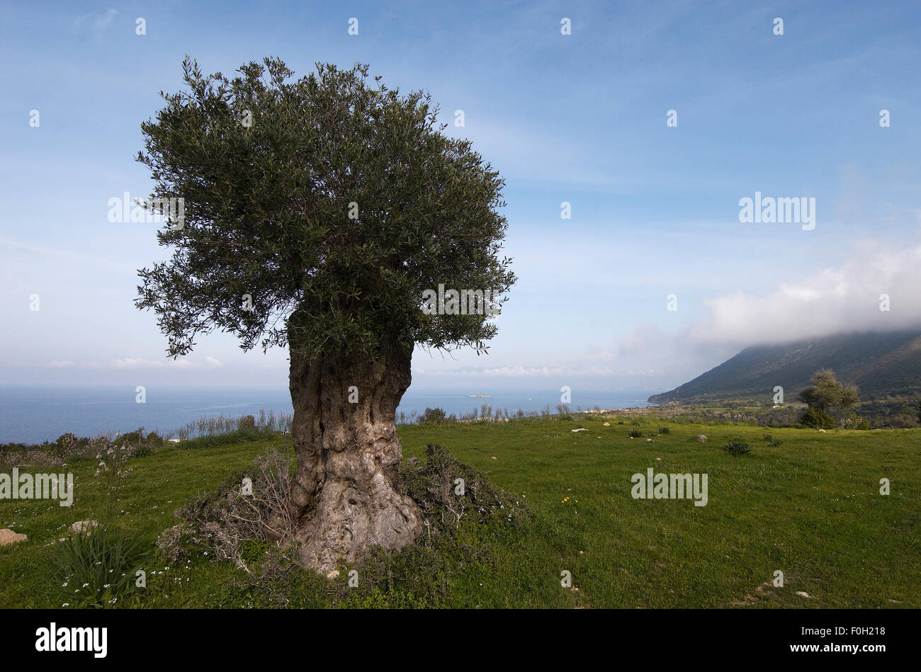 An old Olive tree (Olea europaea) on the coast, Akamas Peninsula ...