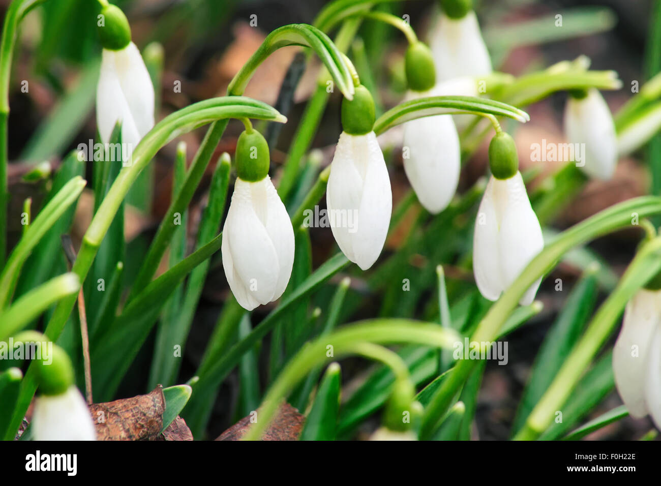 White flowers and buds of snowdrops among a green grass Stock Photo - Alamy