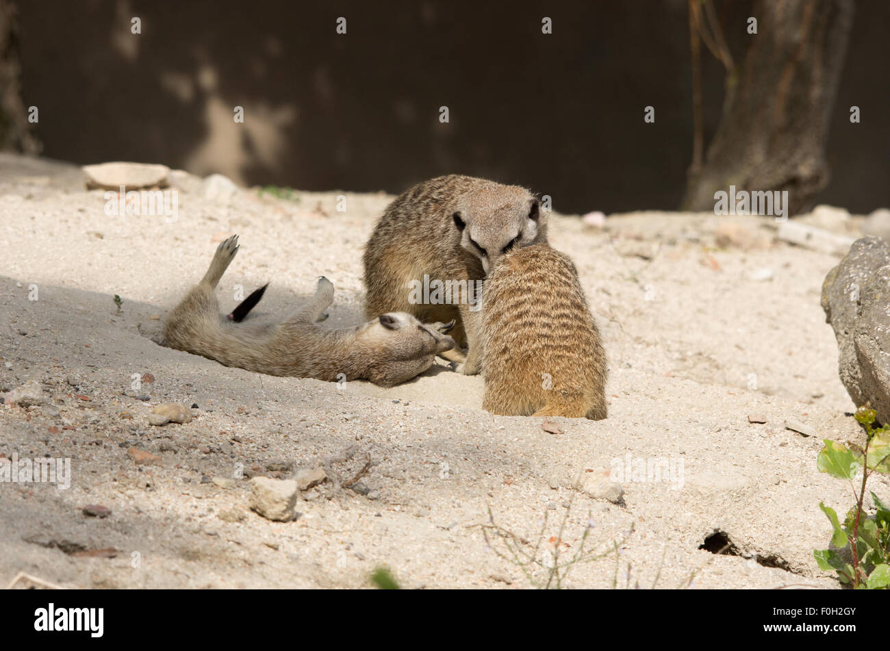 lemur and meercat, african cat in a zoo, play with a ball in a zoo ...