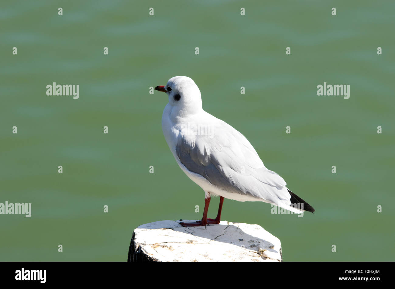stork, heron, gull, eat, predators, stork eat a frog, heron heat a big ...