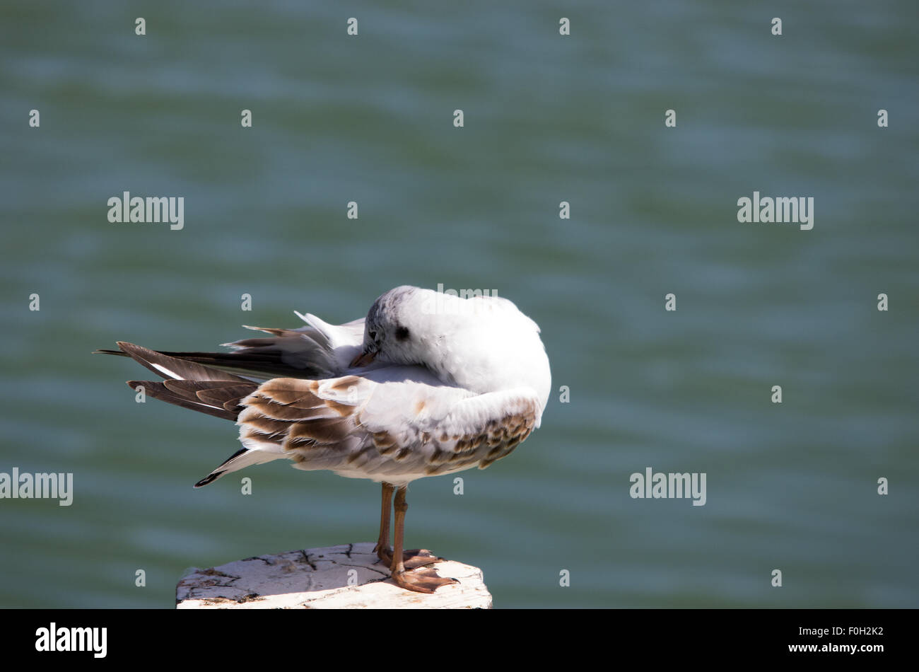 stork, heron, gull, eat, predators, stork eat a frog, heron heat a big ...