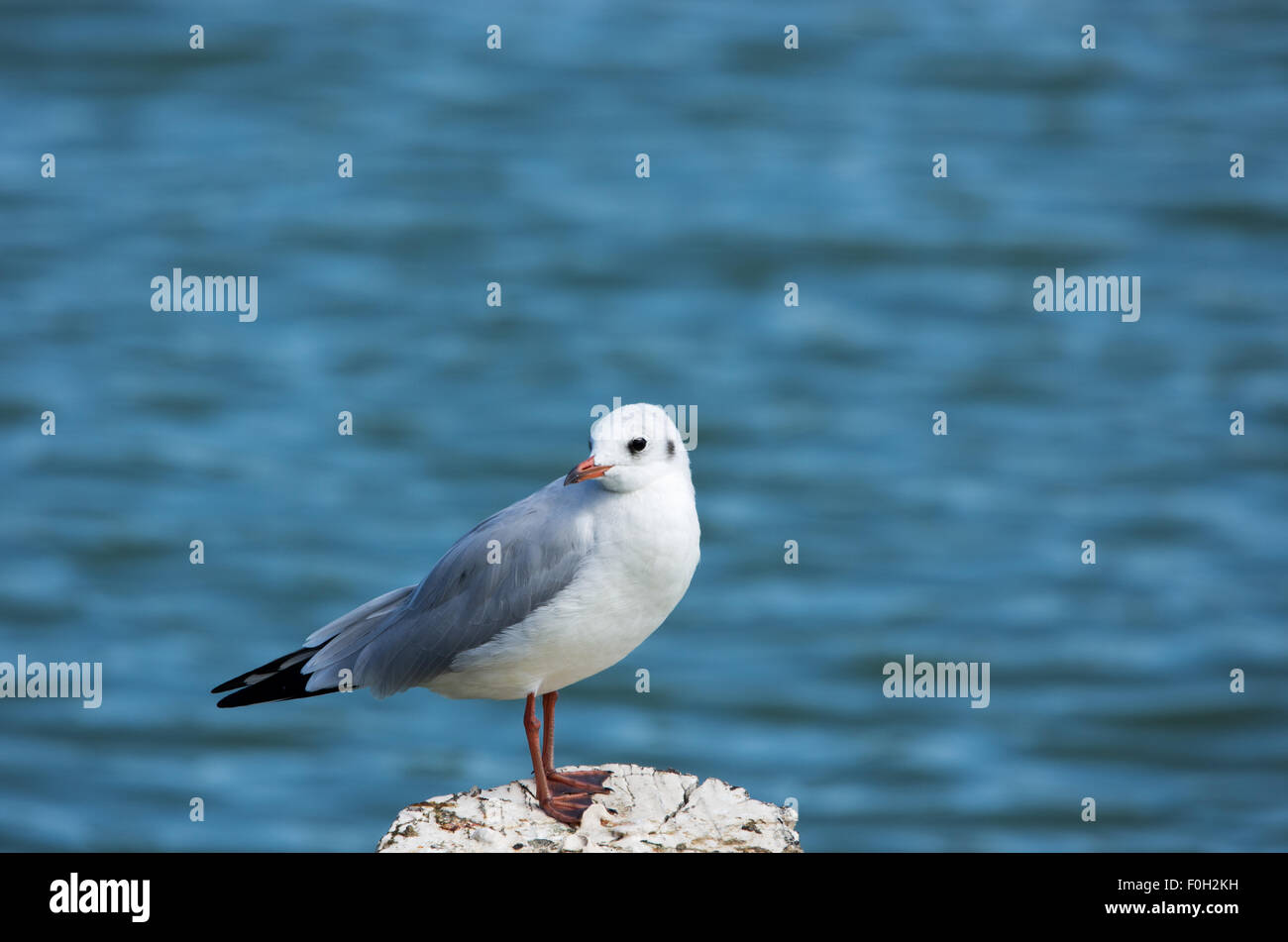 Stork heron gull eat predators hi-res stock photography and images - Alamy