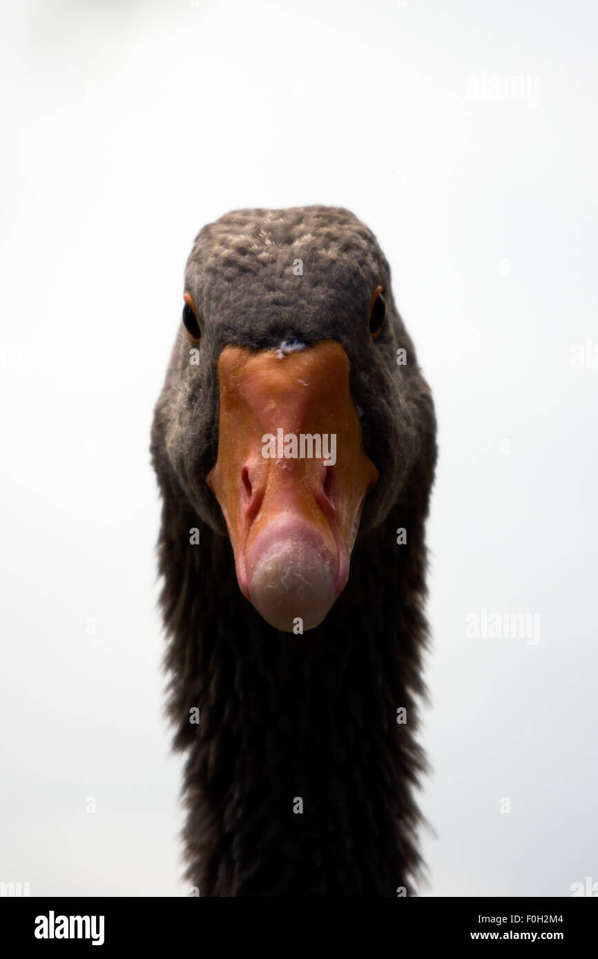 duck, goose, spoonbill, cormorant, toucan, pelican closup, in a lake ...