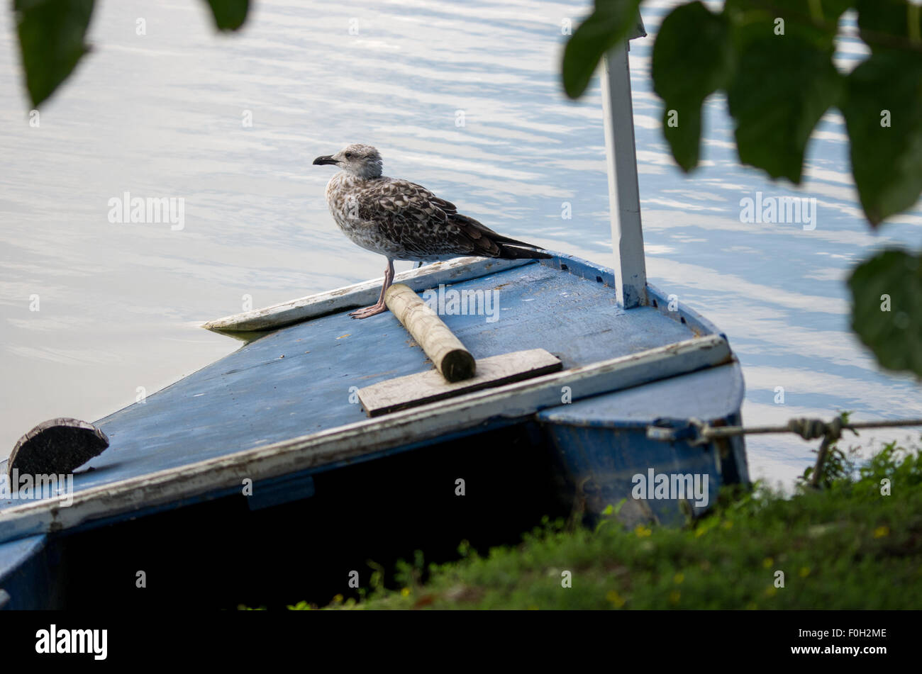 stork, heron, gull, eat, predators, stork eat a frog, heron heat a big ...