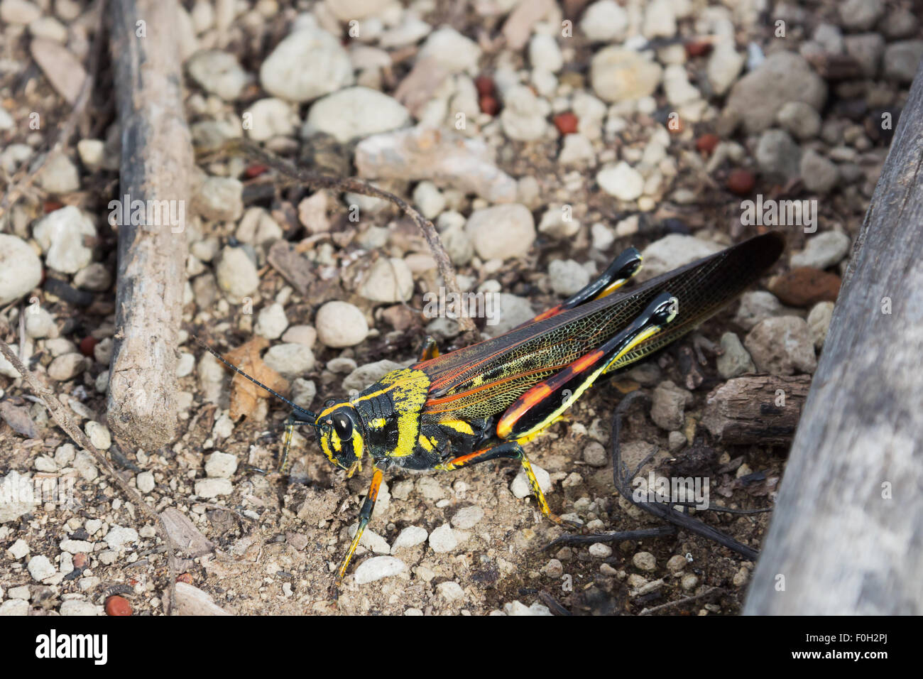 Painted locust sitting on some small pebbles Stock Photo - Alamy