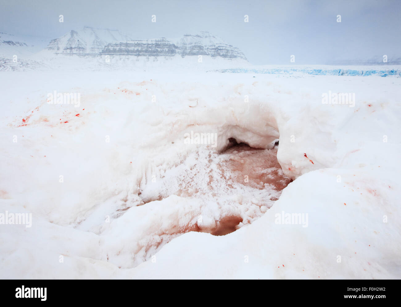 Blood on snow hi-res stock photography and images - Alamy