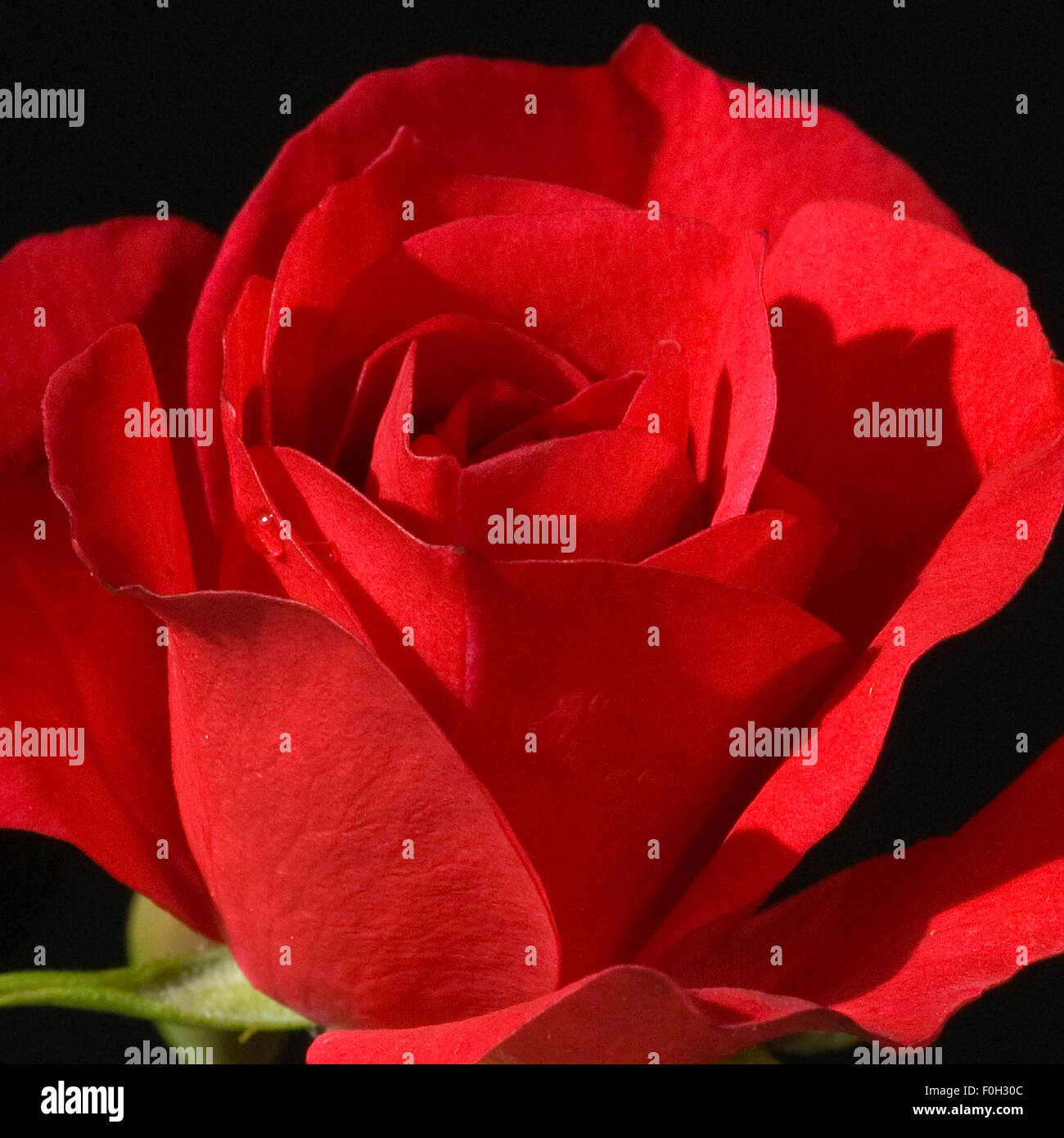 Rote floribunda rose hi-res stock photography and images - Alamy