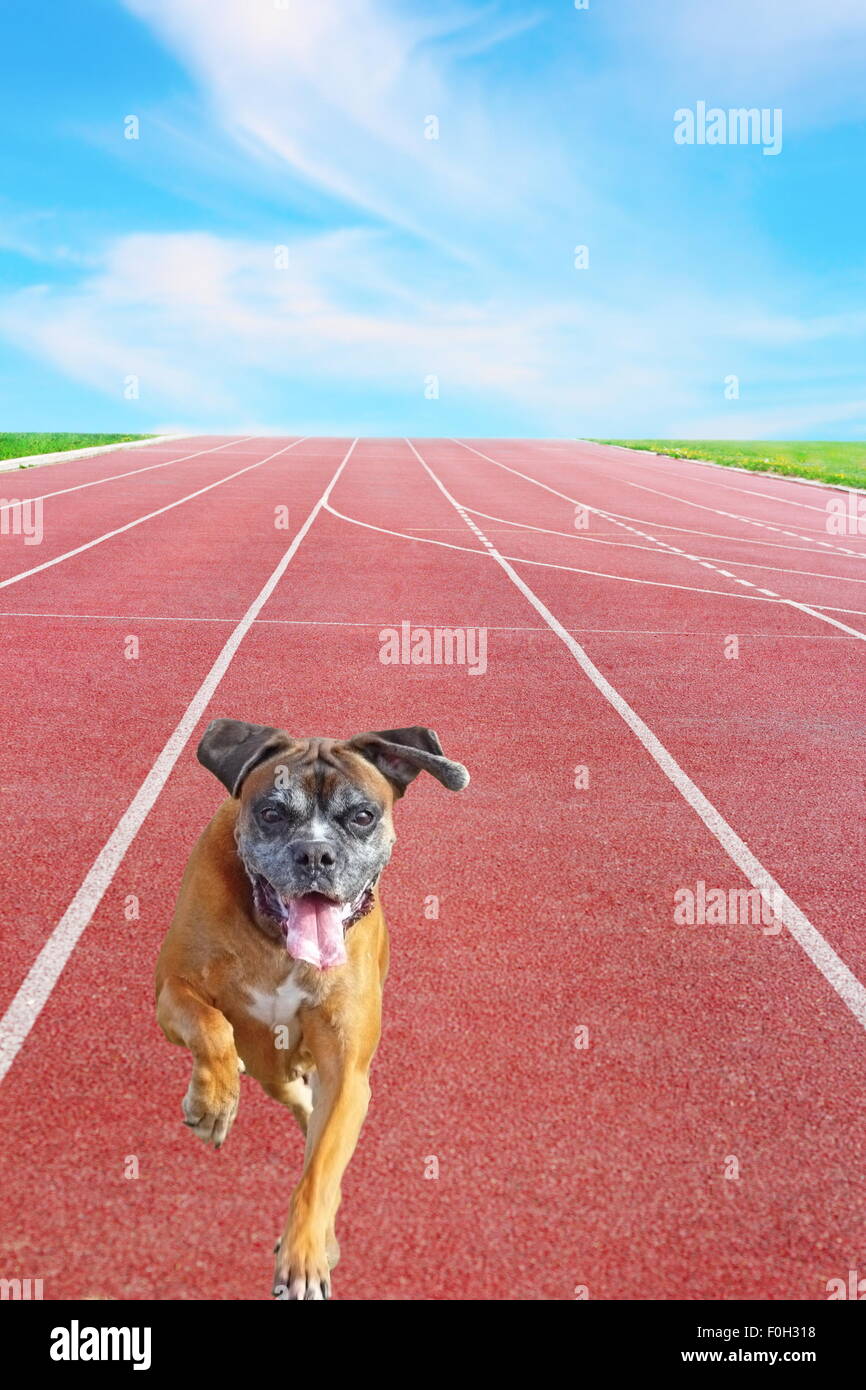 happy playful boxer breed running towards the camera on sport track ...