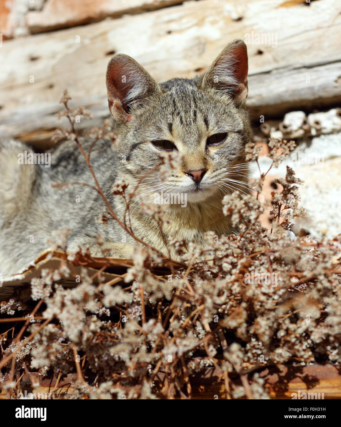 cute lazy kitty resting in the warm of the sun at noon Stock Photo - Alamy