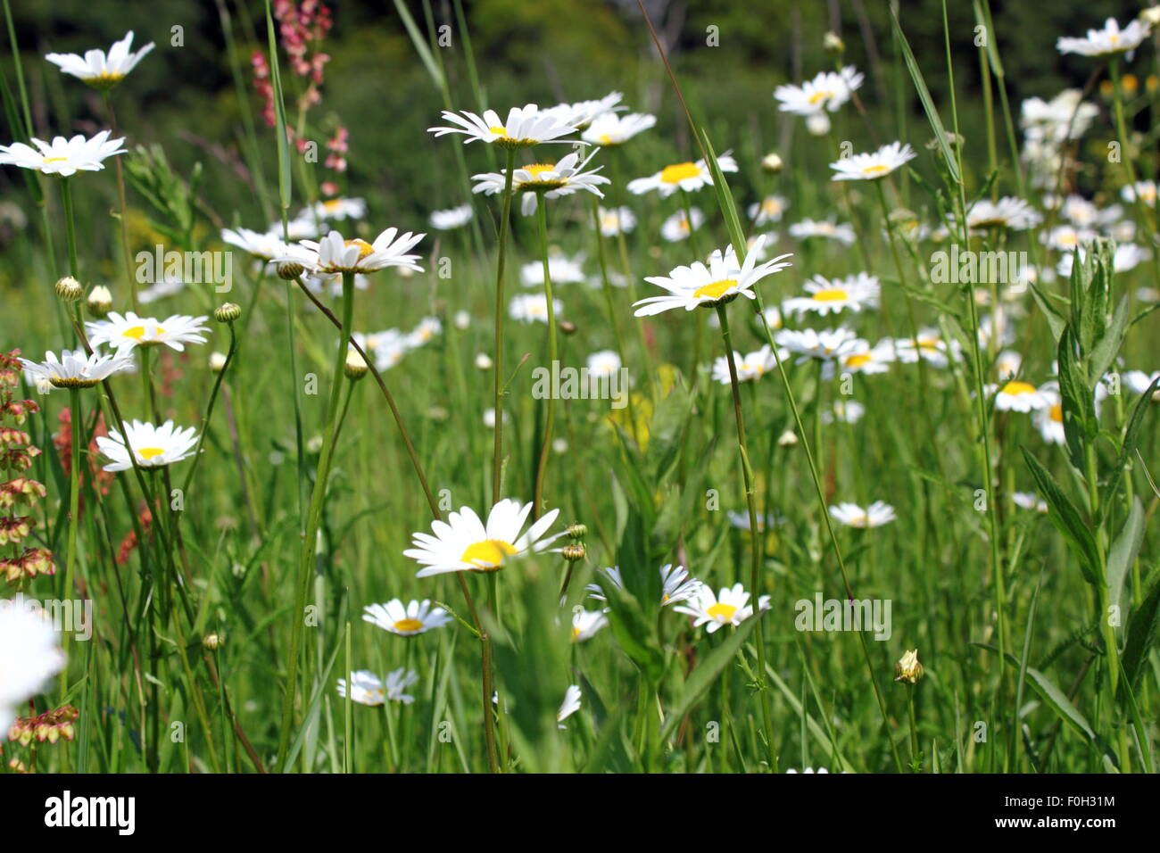 Full of green nature hi-res stock photography and images - Alamy