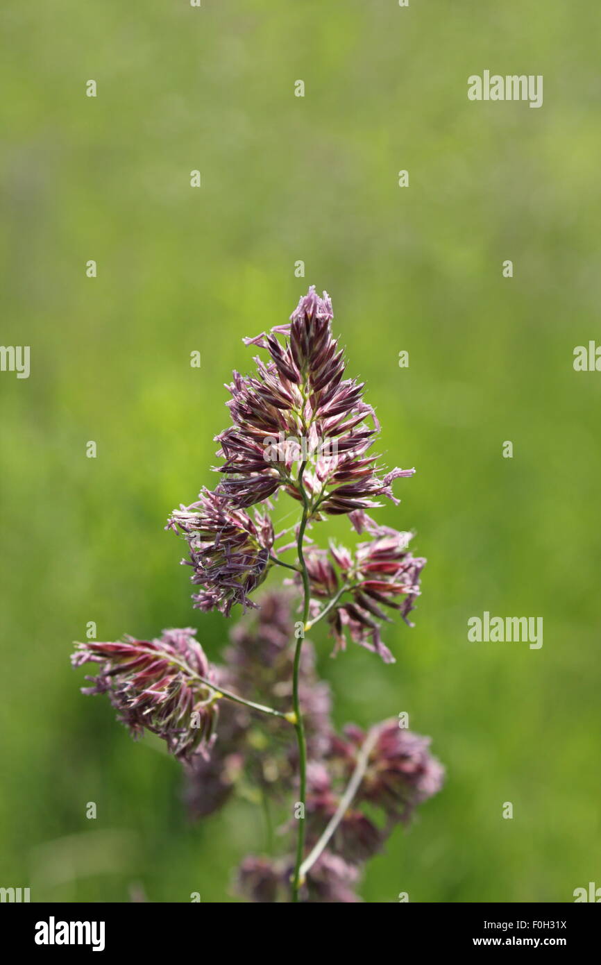 detail of wild grass inflorescence over blurred green background Stock ...