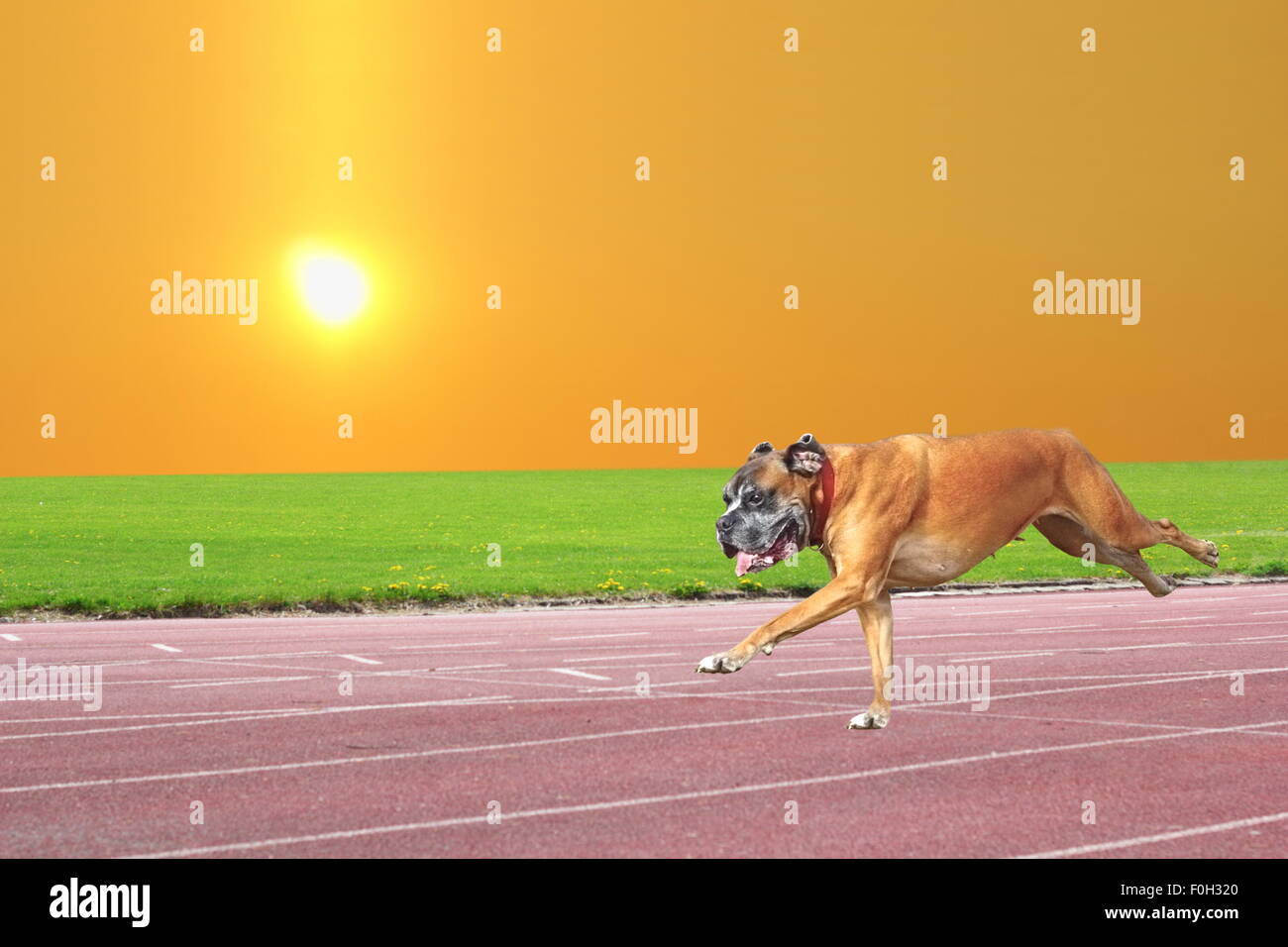 boxer breed running happy on sport track in the park at sunrise Stock ...