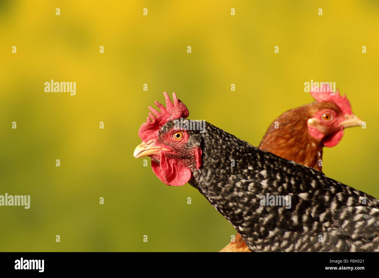 beautiful hen portrait over green defocused background Stock Photo - Alamy
