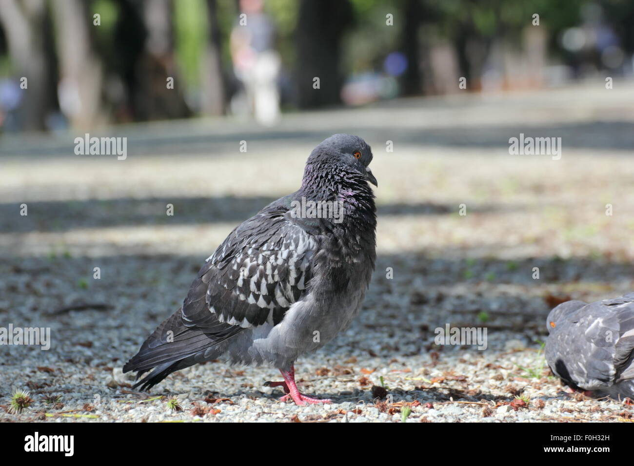 pigeon standing lazy at noon in the park Stock Photo - Alamy