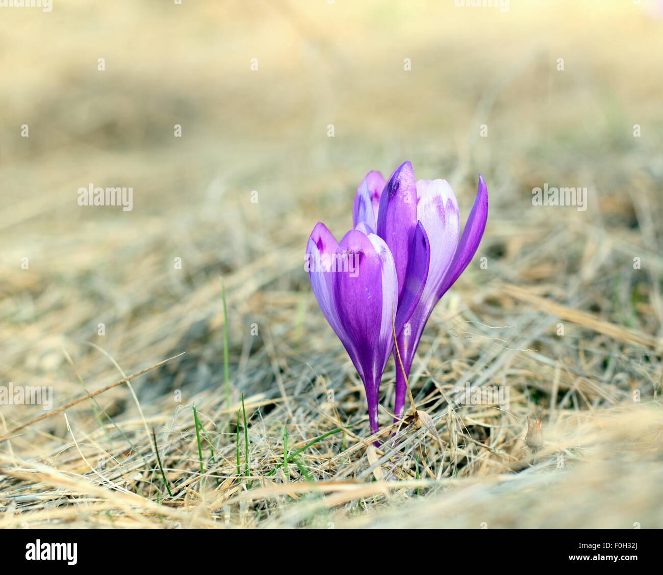 crocus sativus - violet spring wild flower growing from the faded grass ...