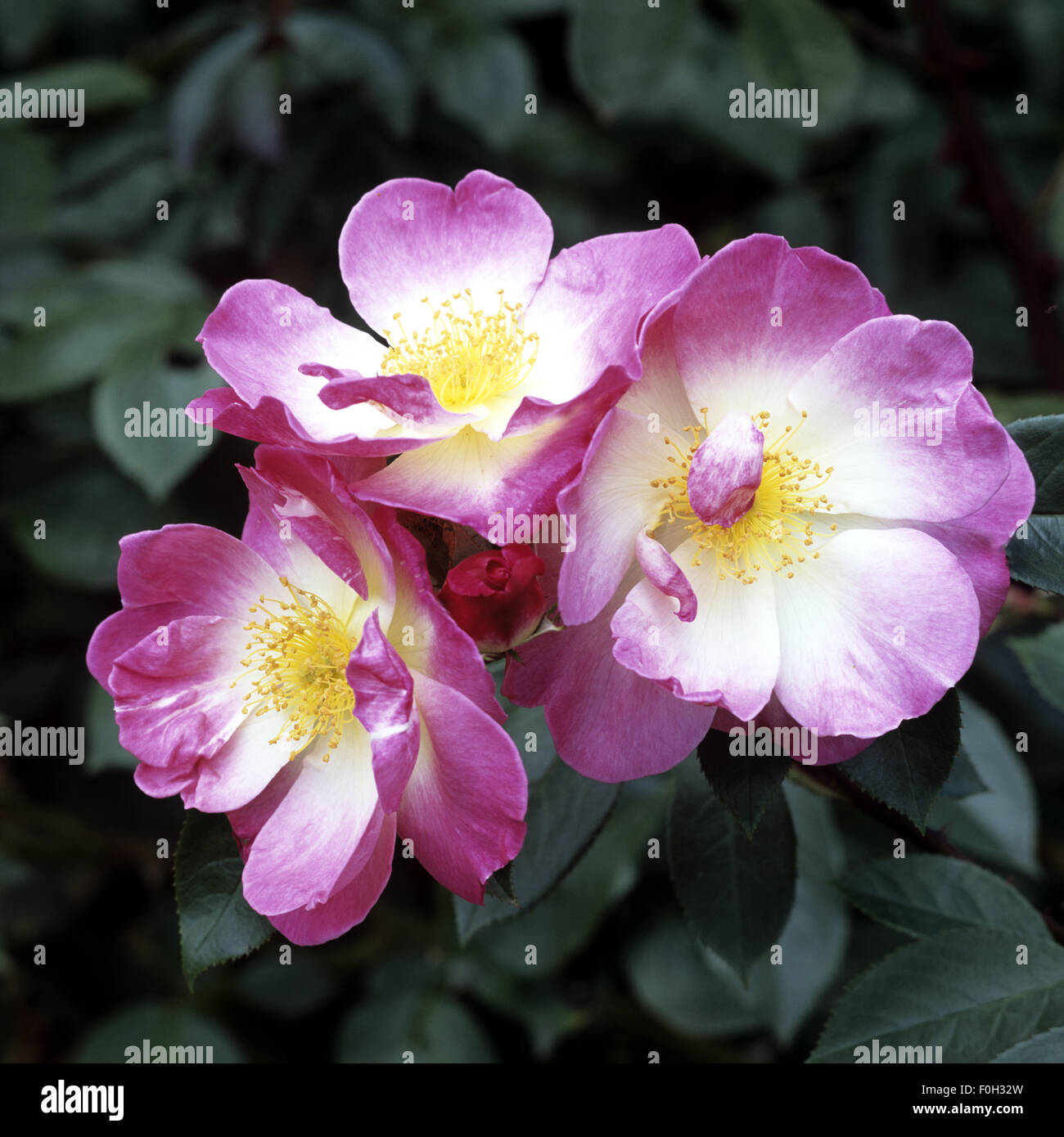 Rose erfurt hi-res stock photography and images - Alamy