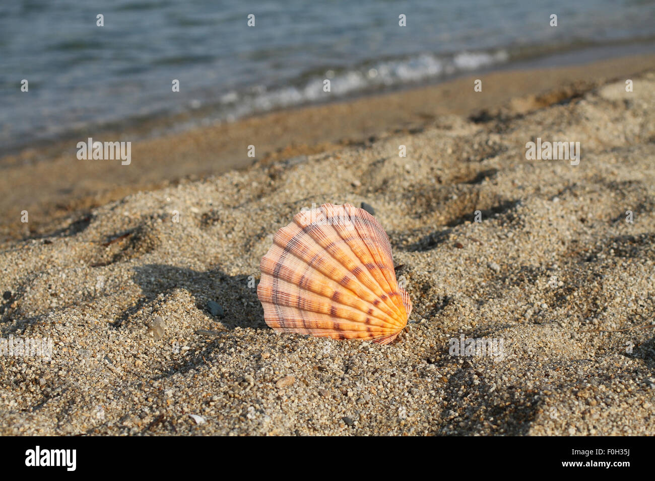 Big orange sea shell on sea shore Stock Photo - Alamy