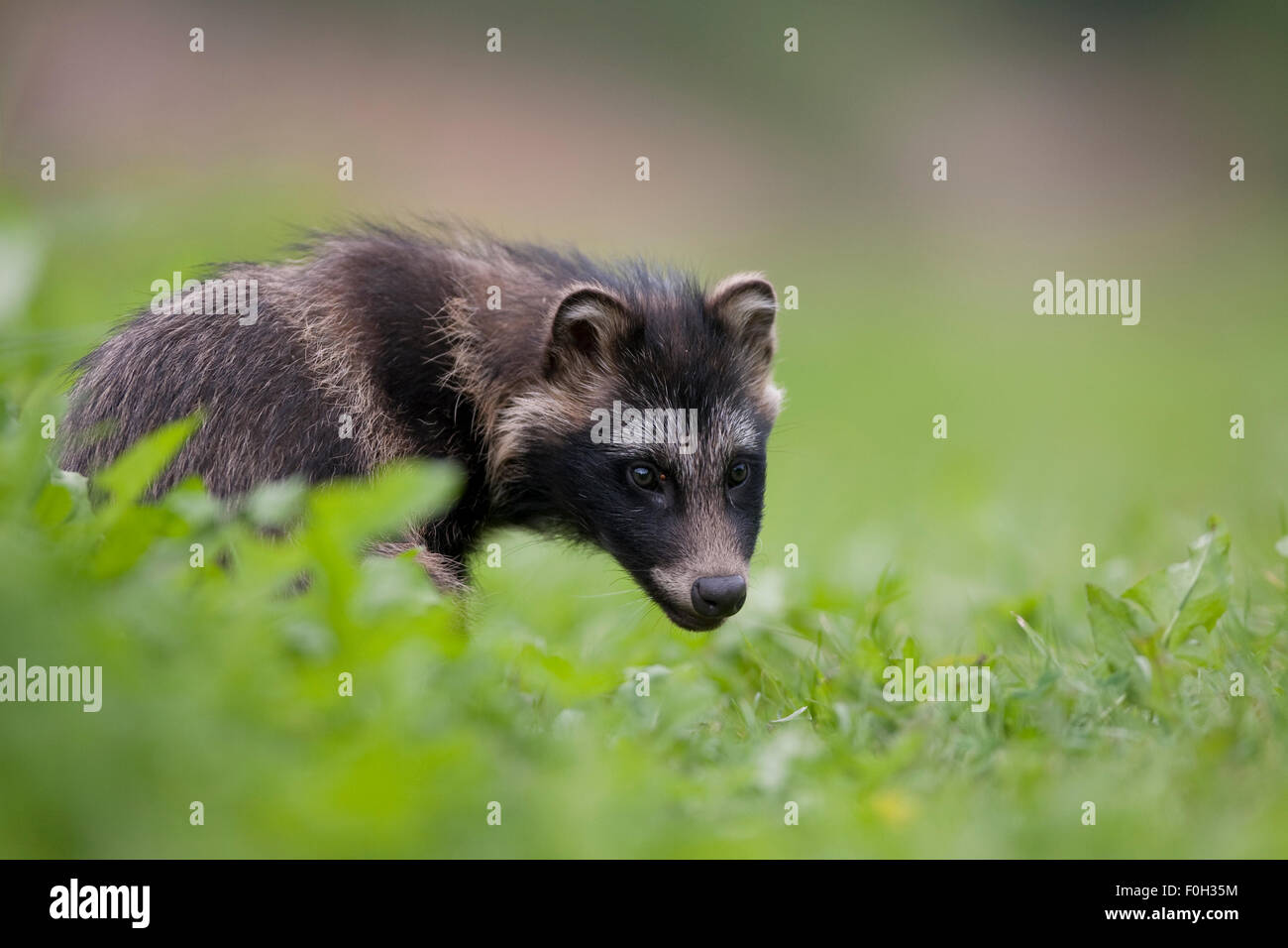 Raccoon dog (Nyctereutes procyonoides) portrait, Pohtiolampi, Kangasala ...