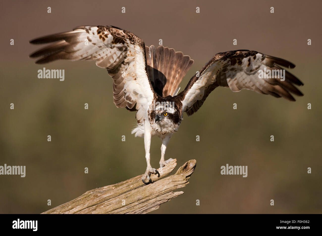 Osprey (Pandion haliaetus) perched on dead pine snag with wings ...