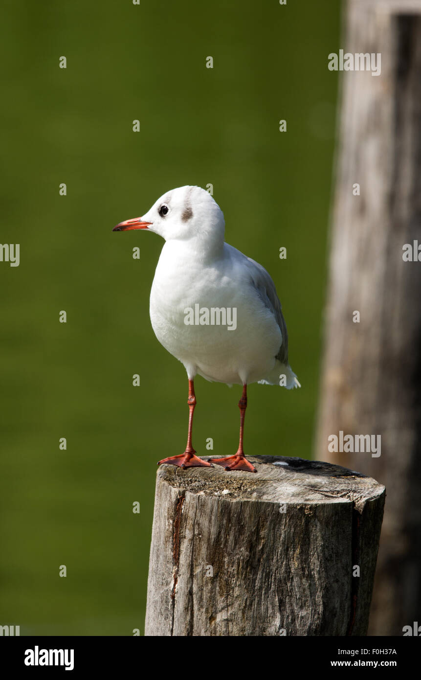 stork, heron, gull, eat, predators, stork eat a frog, heron heat a big ...