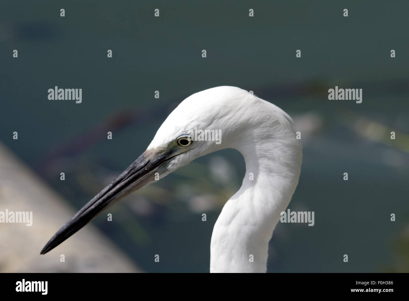 stork, heron, gull, eat, predators, stork eat a frog, heron heat a big ...