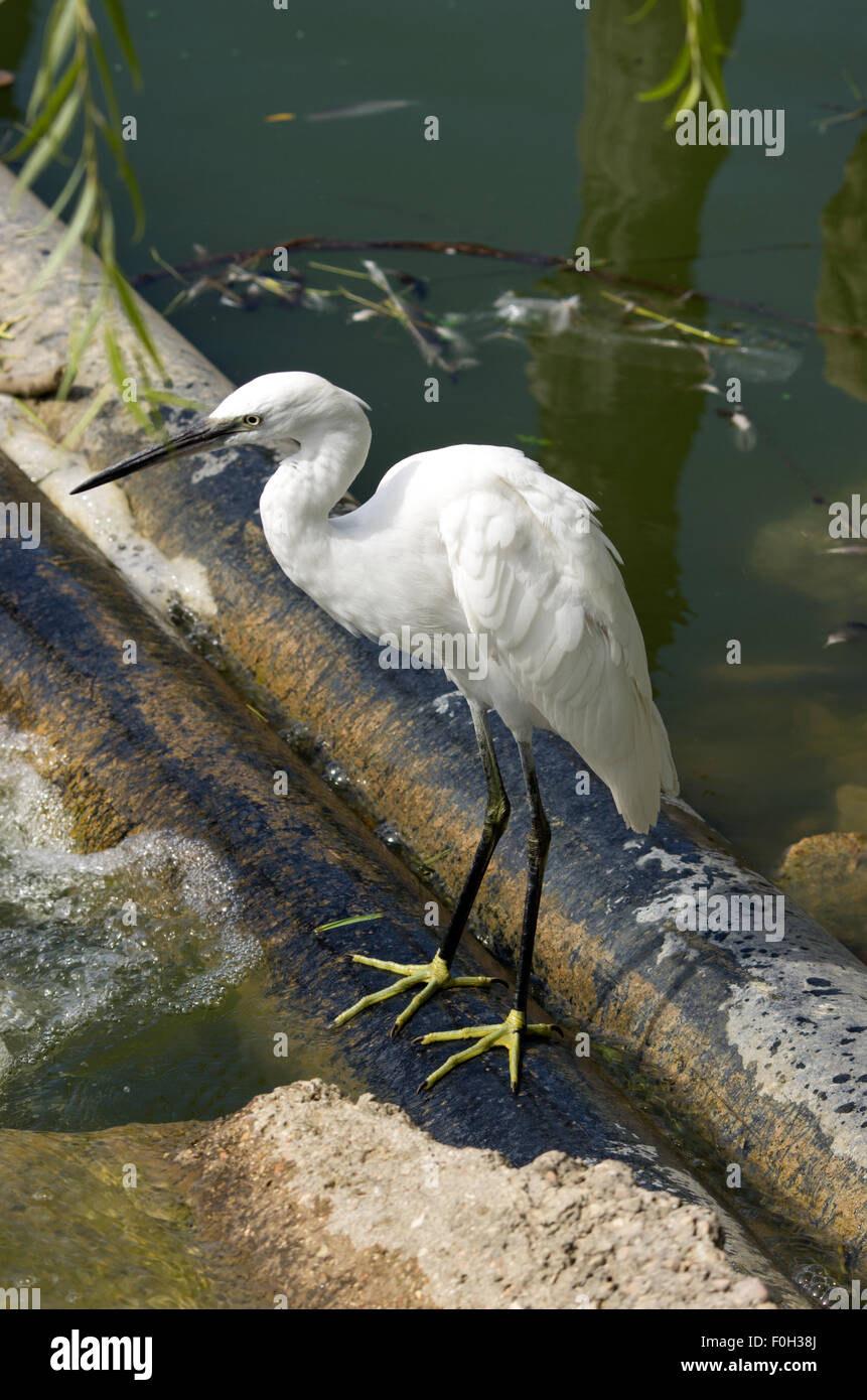 stork, heron, gull, eat, predators, stork eat a frog, heron heat a big ...