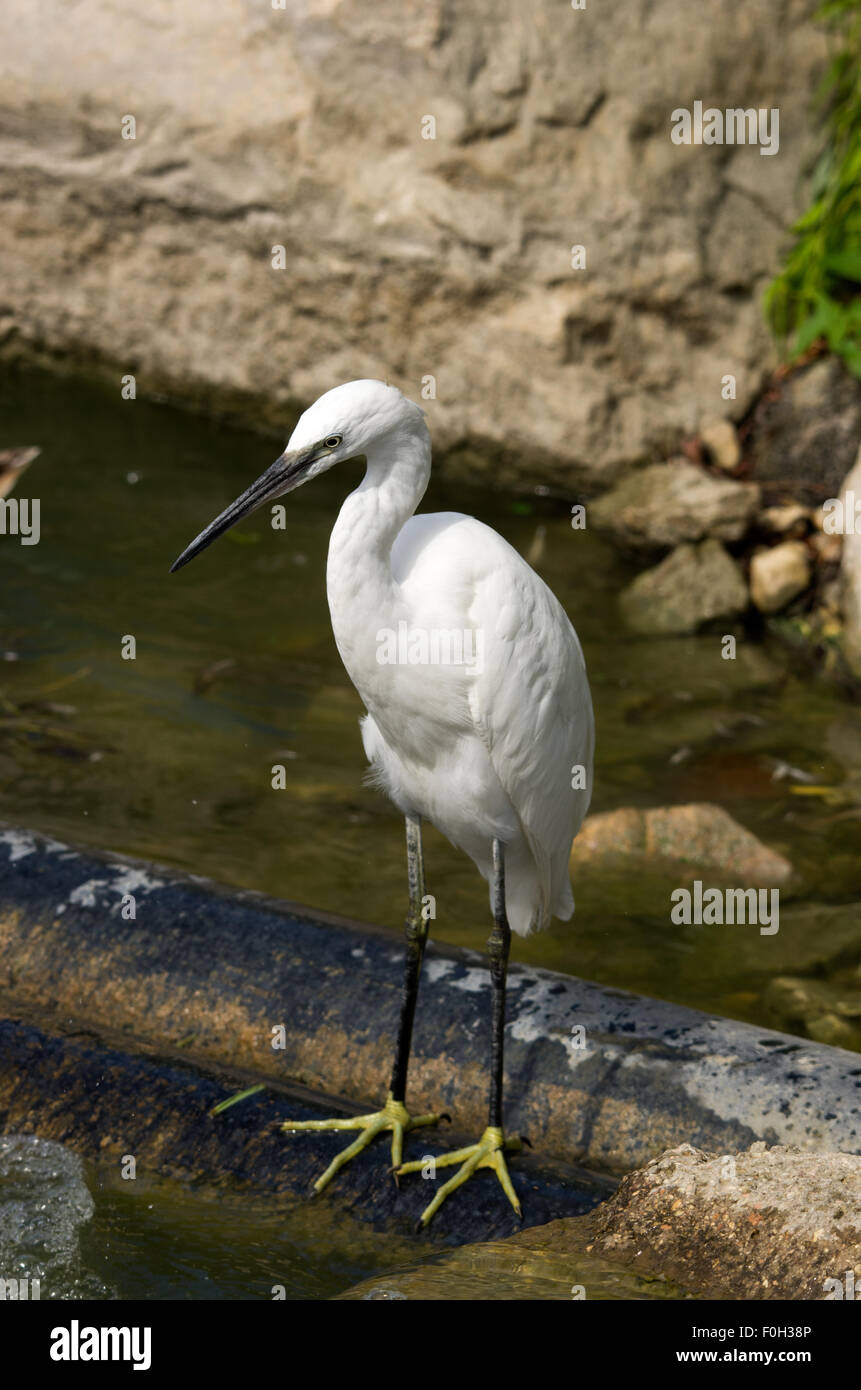 stork, heron, gull, eat, predators, stork eat a frog, heron heat a big ...