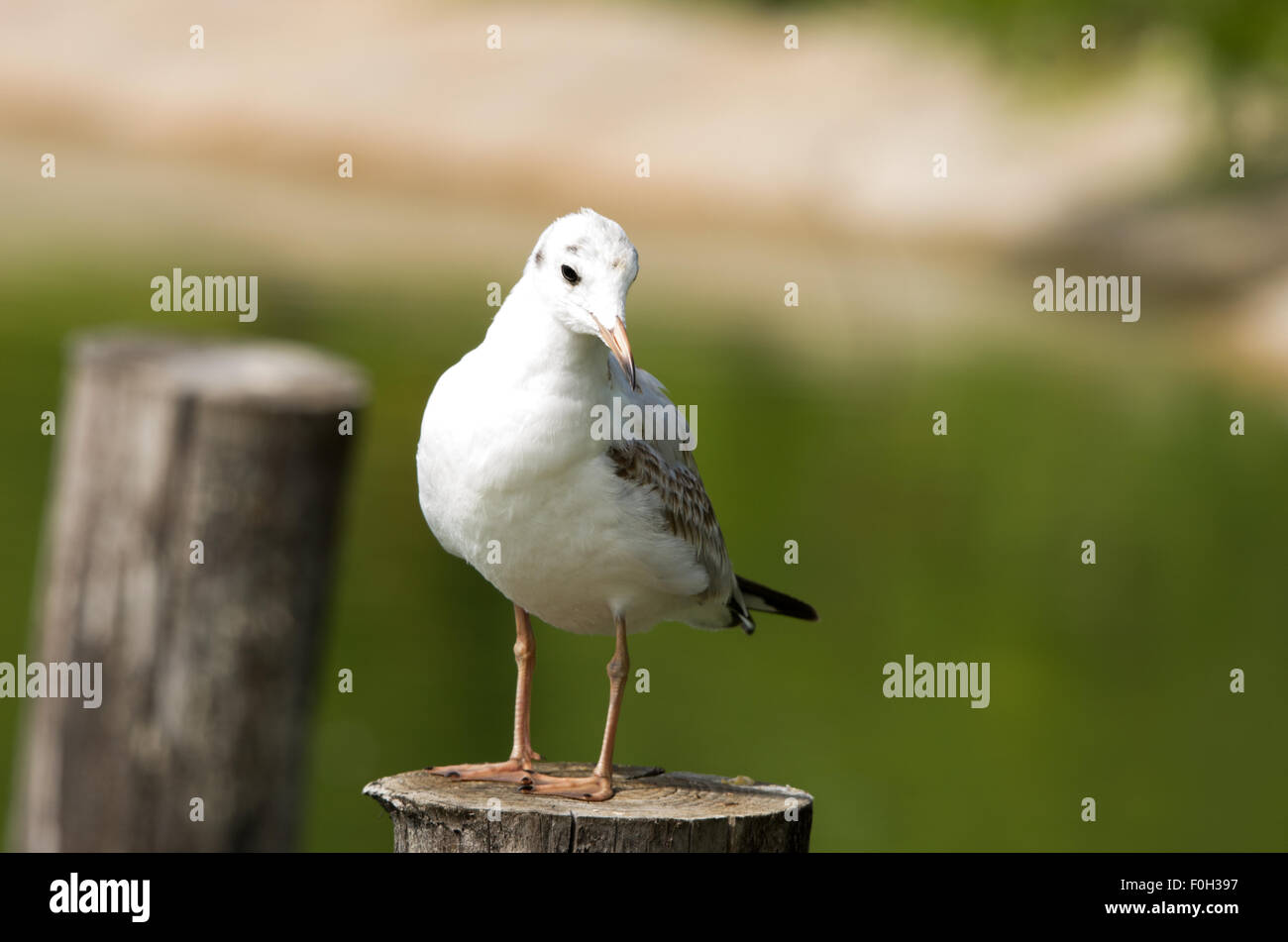 stork, heron, gull, eat, predators, stork eat a frog, heron heat a big ...