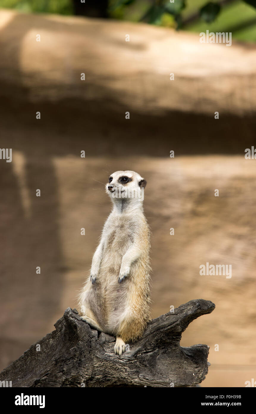 lemur and meercat, african cat in a zoo, play with a ball in a zoo ...