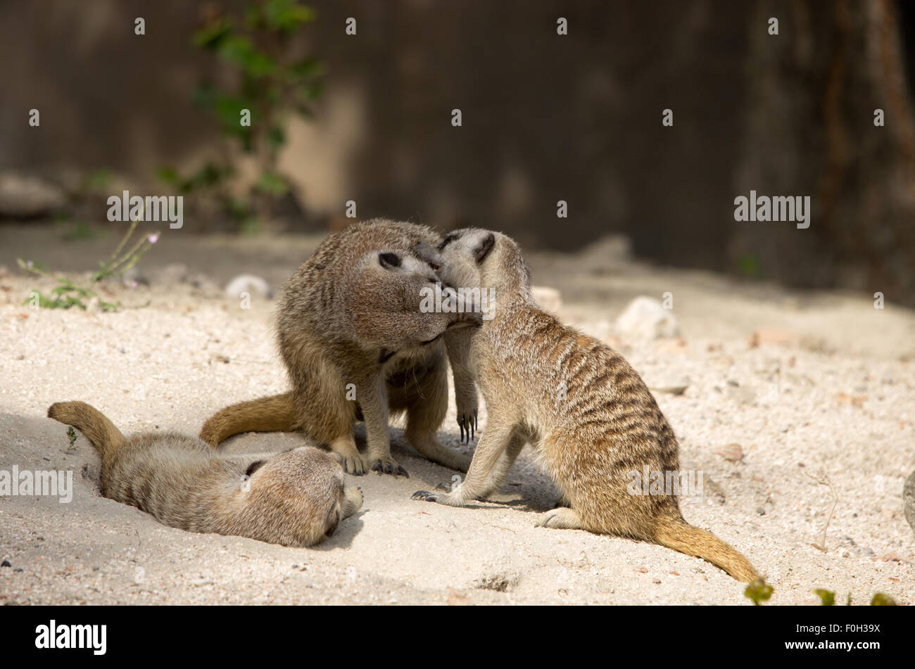 lemur and meercat, african cat in a zoo, play with a ball in a zoo ...