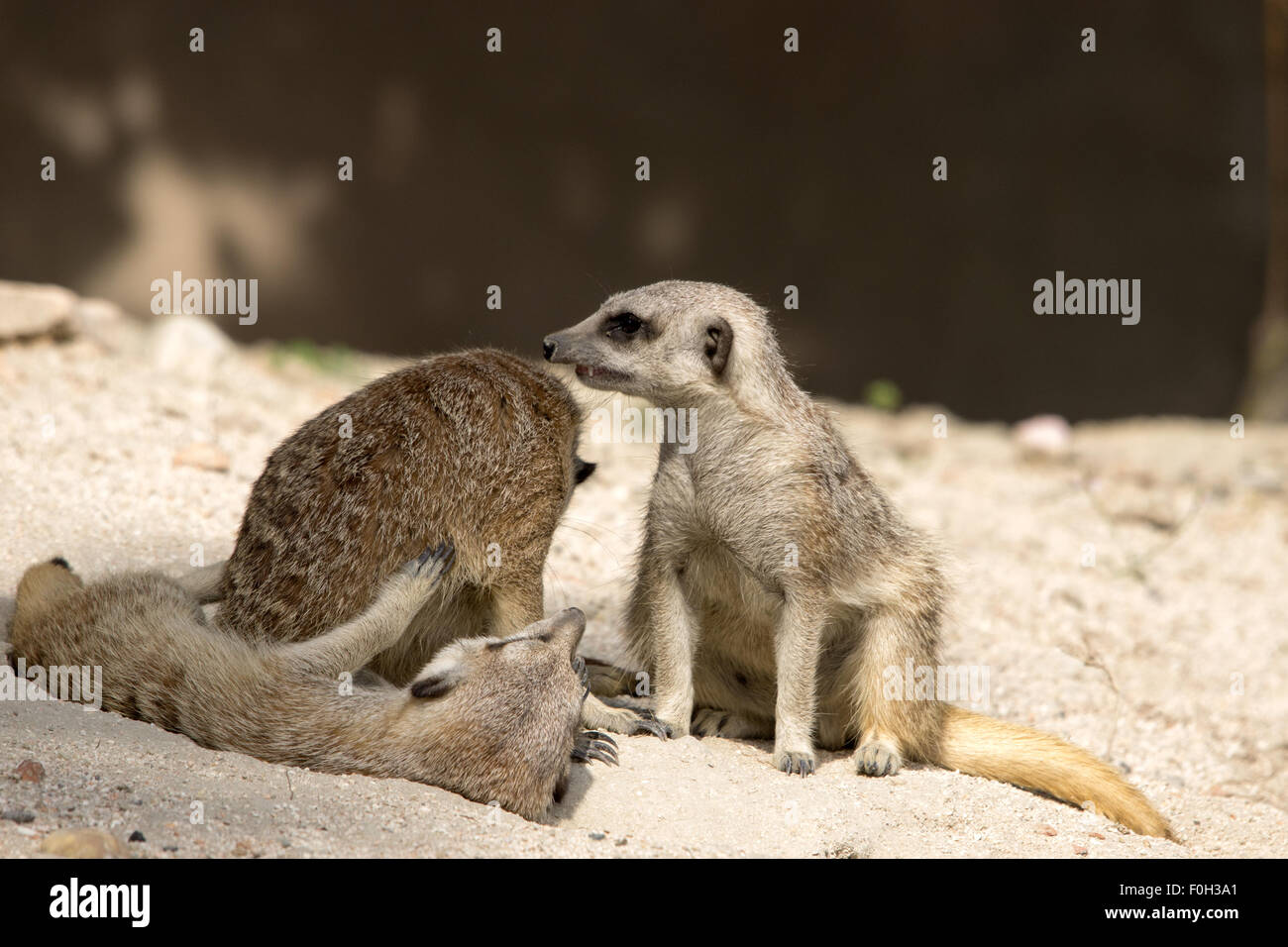 lemur and meercat, african cat in a zoo, play with a ball in a zoo ...