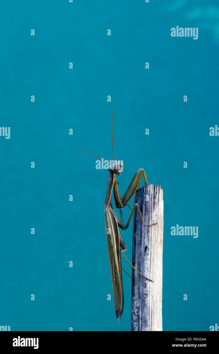 Praying Mantis Eating Snake