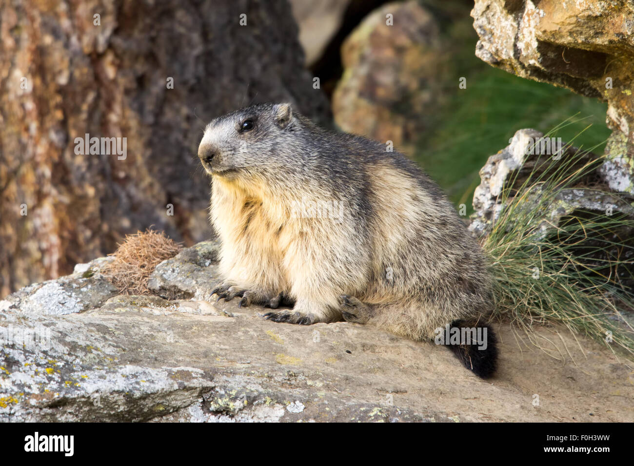 Isolated marmot portrait while yawning, italian marmot, Alps marmot ...