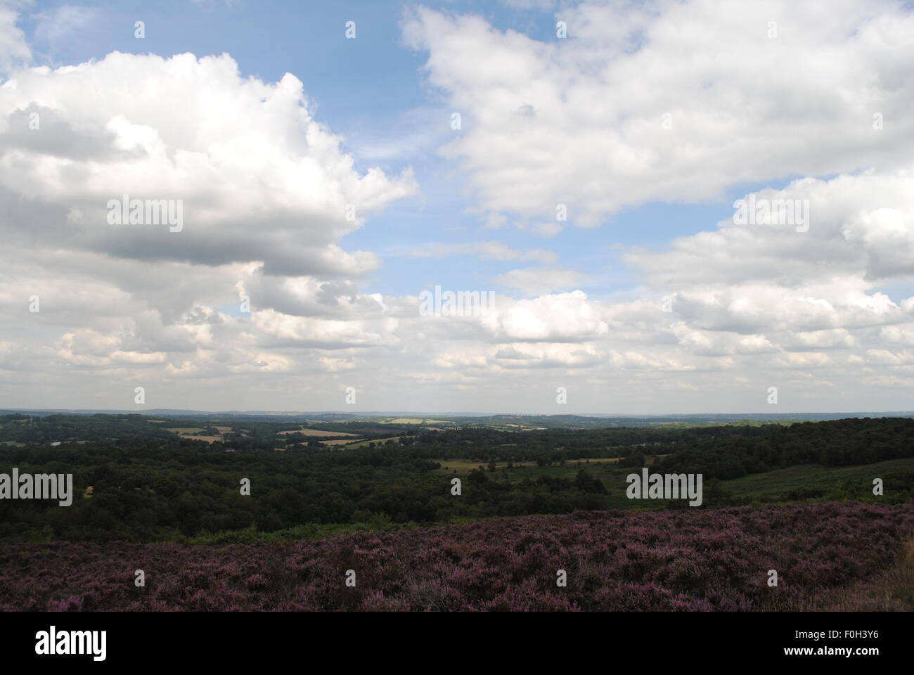 Wych cross flower hi-res stock photography and images - Alamy