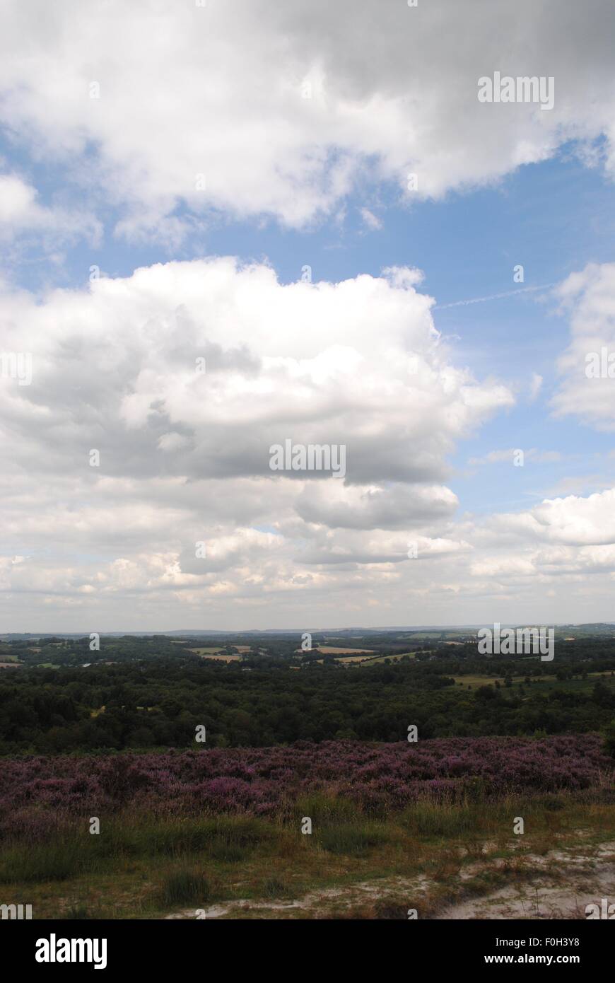 View down the valley with heather at Wych Cross, Ashdown Forest, East ...
