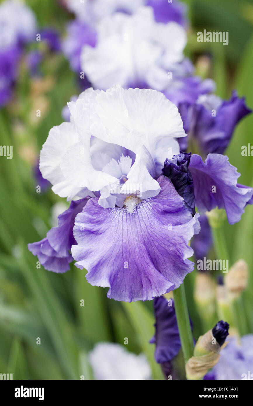Iris 'Mariposa Skies'. Bearded Iris in the garden Stock Photo - Alamy