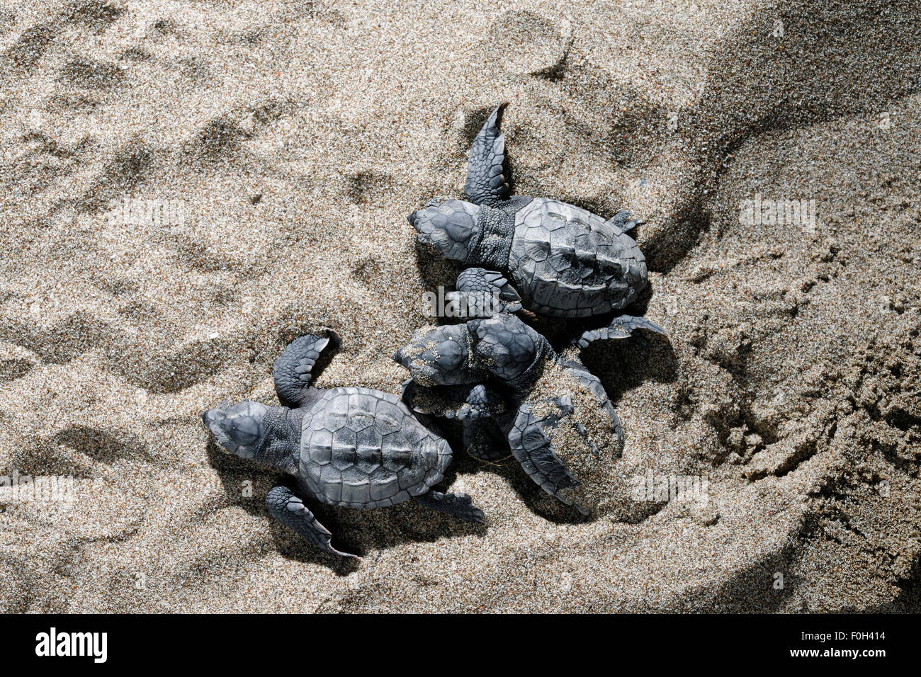 Newly hatched Loggerhead turtles (Caretta caretta) emerging from the ...