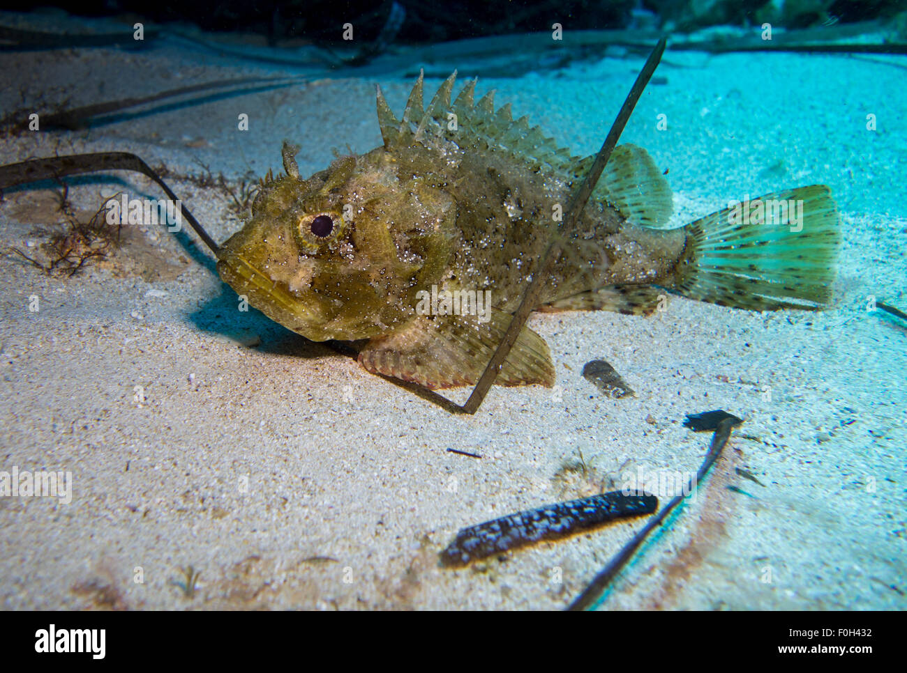 Rockfish hi-res stock photography and images - Alamy