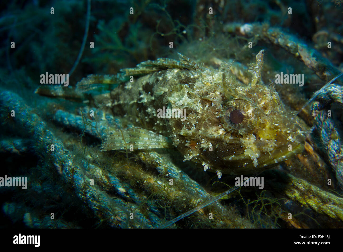 Dwarf Rockfish, Scorpaena notate, on algae covered fishing line in the ...