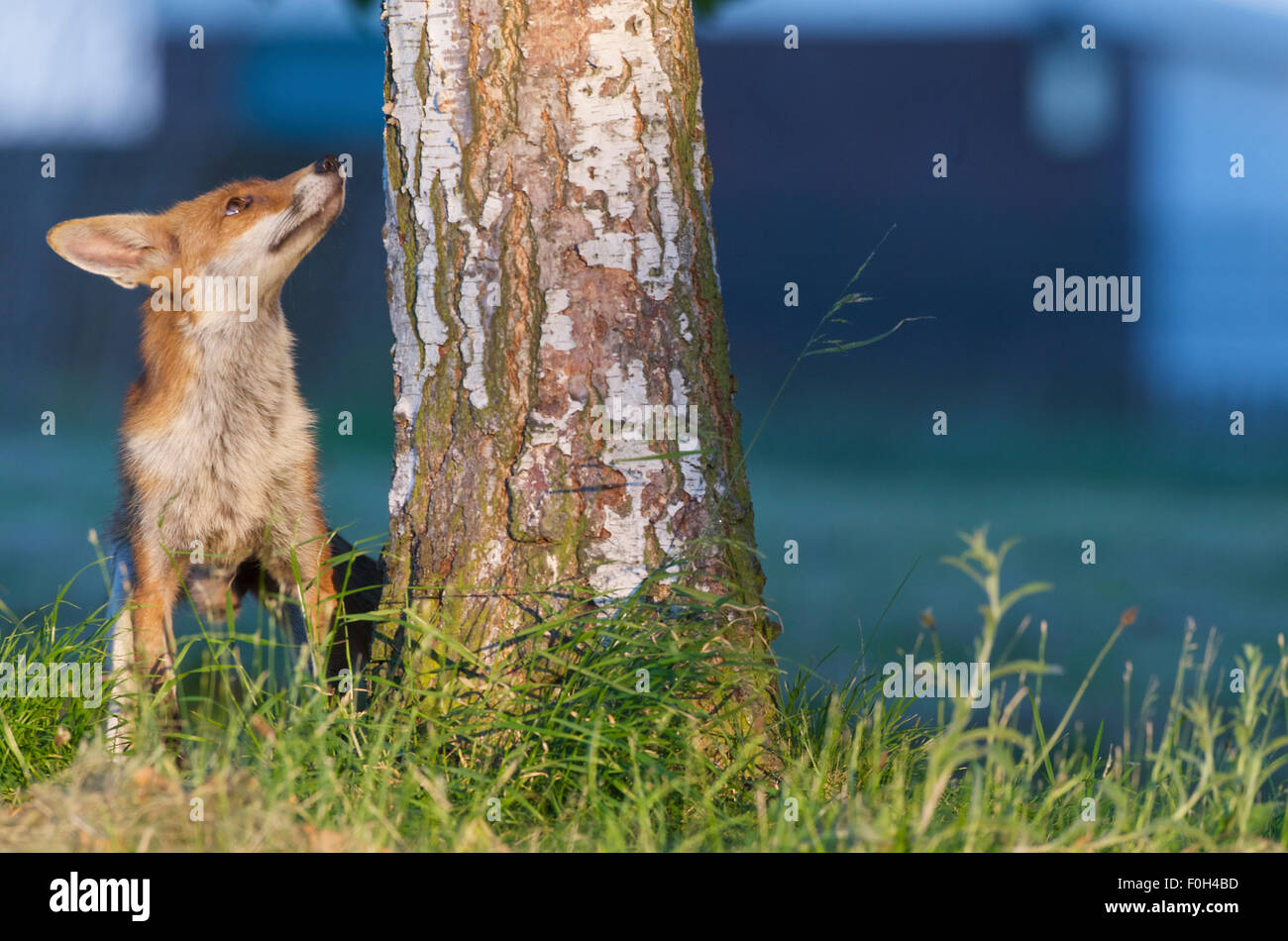 Urban Red fox (Vulpes vulpes) looking up tree, London, June 2009 Stock ...