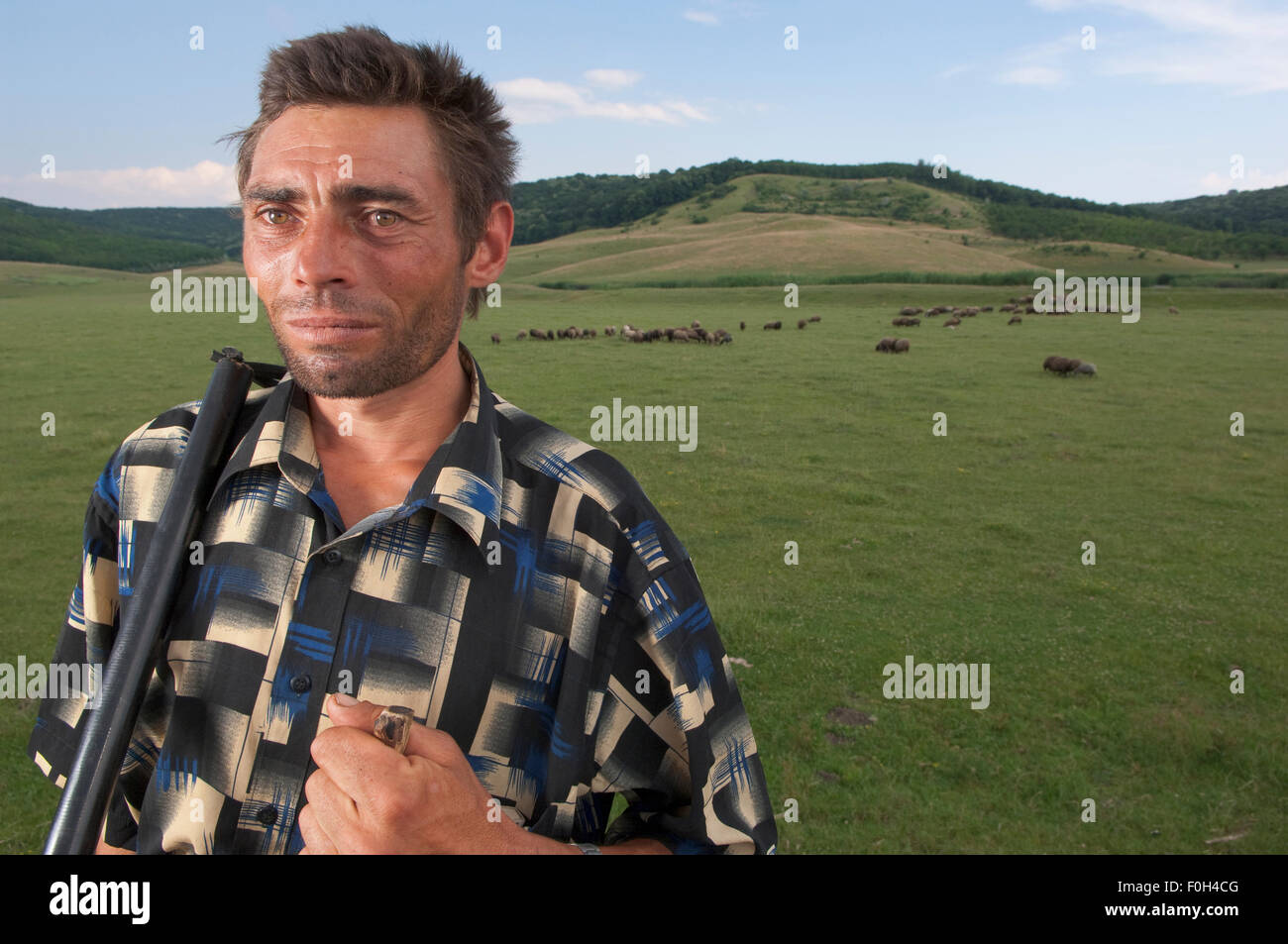 Shepherd with flock of sheep, Central Moldova, June 2009 Stock Photo ...