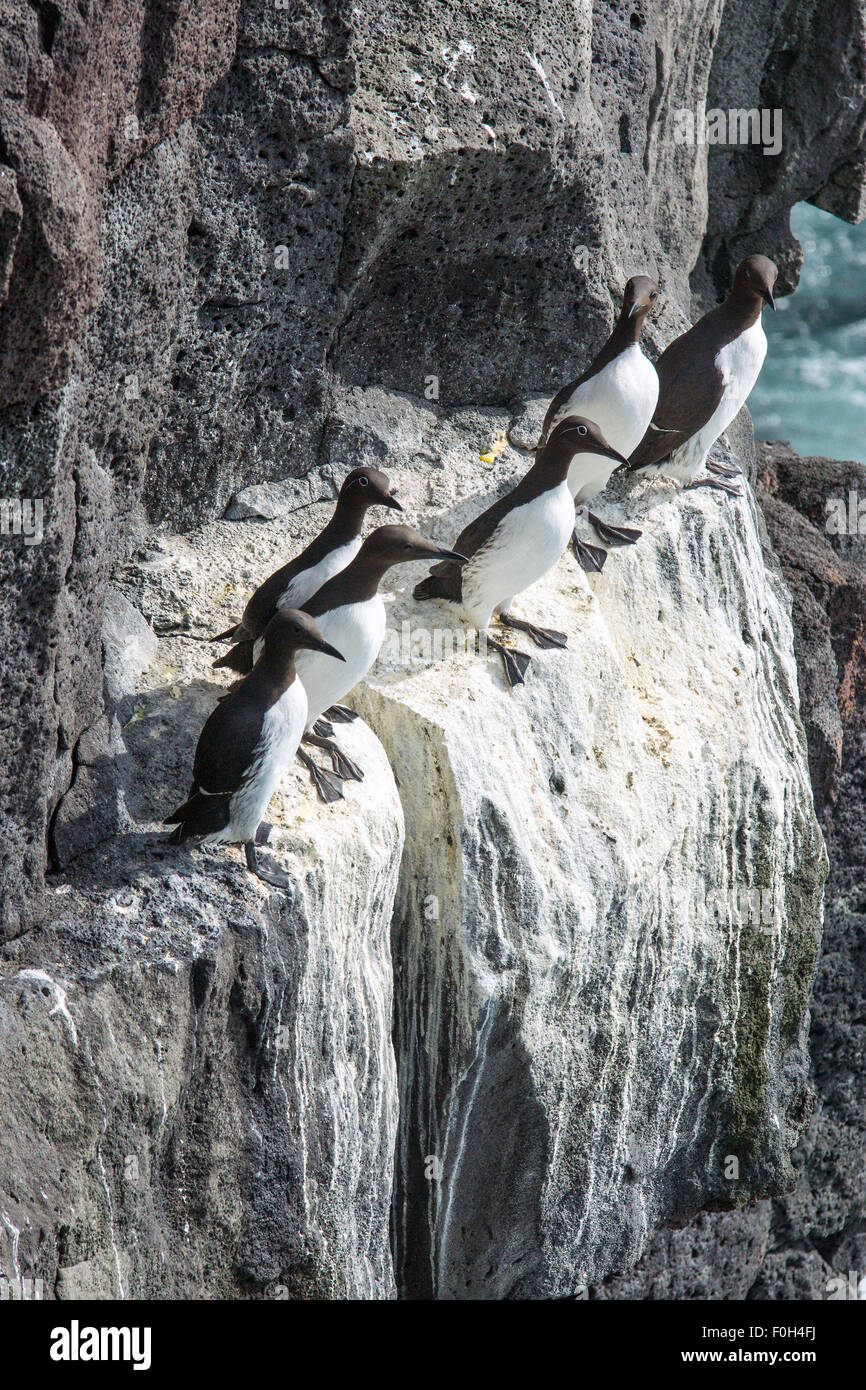 A flock of Seabirds seen on a cliff in Iceland Stock Photo - Alamy