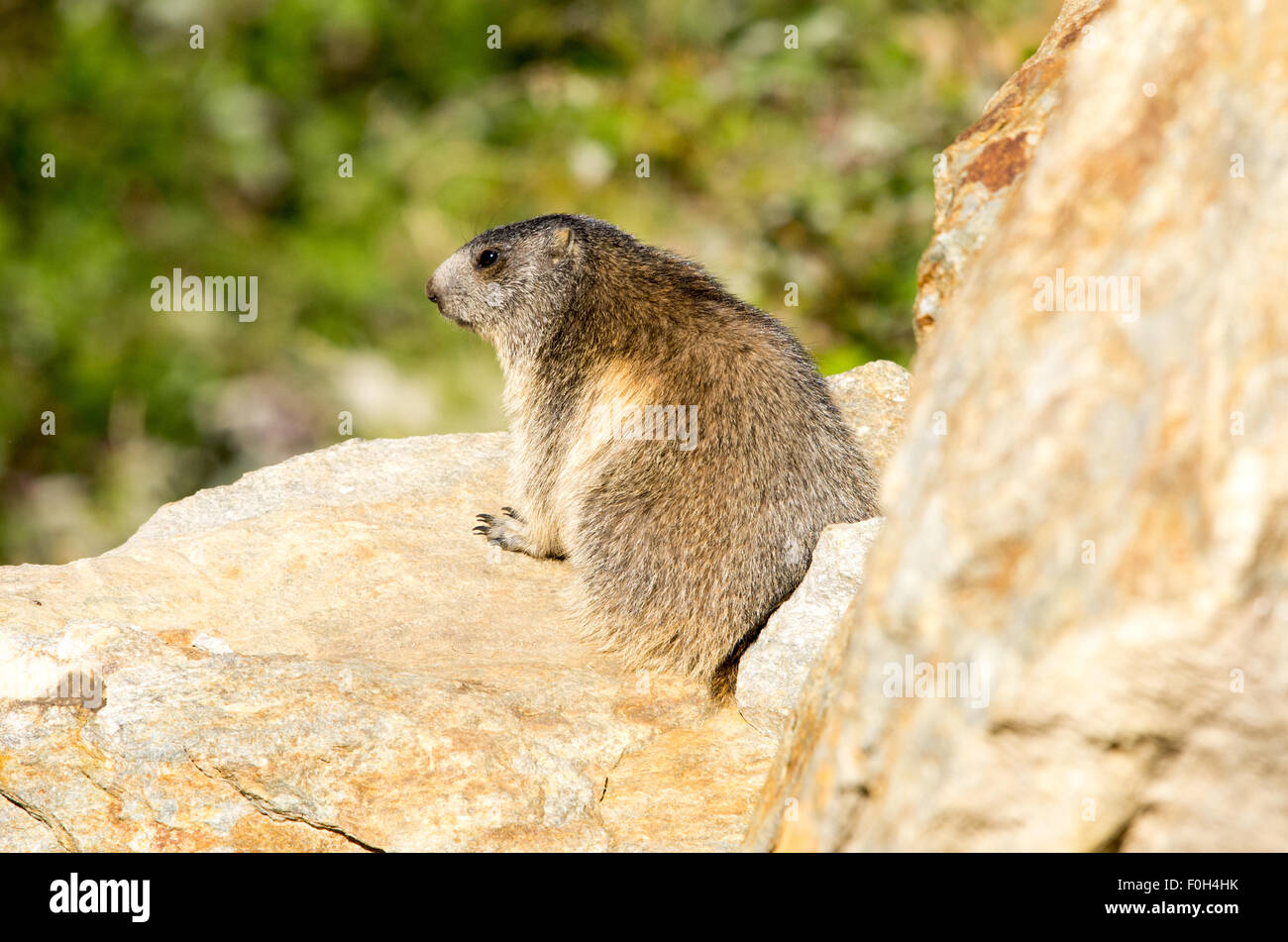 Isolated marmot portrait while yawning, italian marmot, Alps marmot ...