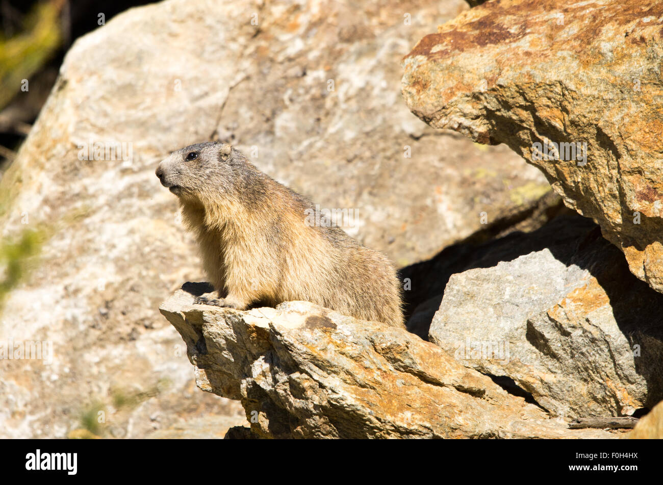 Isolated marmot portrait while yawning, italian marmot, Alps marmot ...